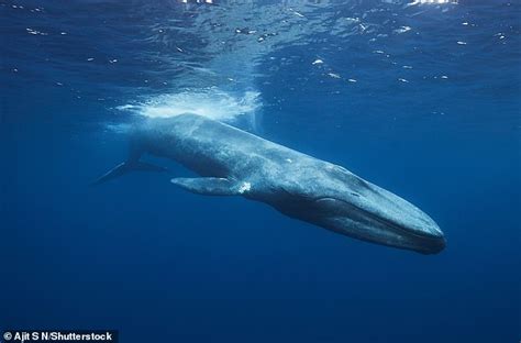 Is This The Heaviest Animal Ever Scientists Say Colossal Ancient Whale
