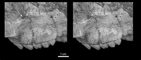 Trigonostylops Wortmani Amnh Vp 28700 Right Facial Region Showing