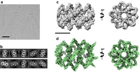 Cryoem Structure Of Dnaja2Δgfr A A Cryoem Field Of Dnaja2Δgfr Bar Download Scientific
