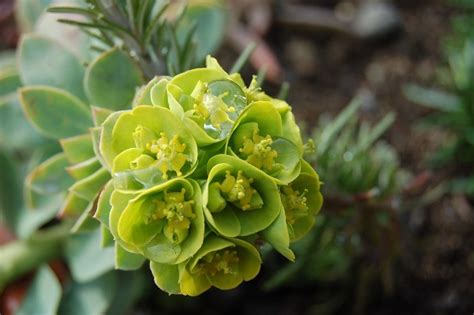Are Succulents Toxic To Cats Vet Approved Facts And Safety Guide Catster