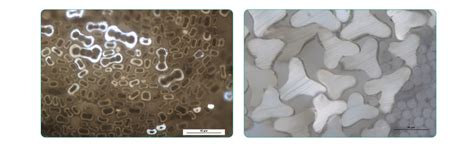 Splitting Hairs And Fibers 4 Cross Sectioning Methods