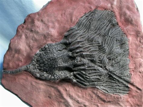 Class Crinoidea Fossil