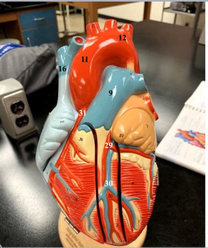 Lab Exam Flashcards Quizlet