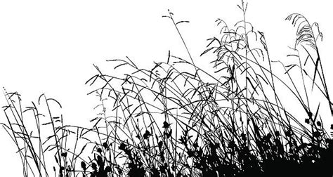 Prairie Grass Vector Stock Vectors Istock
