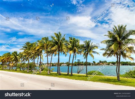 41,872 Florida beach with palm tree 图片、库存照片和矢量图 | Shutterstock