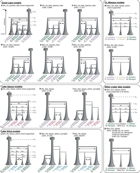 Schematic Illustrations Of All Tested Main Demographic Models Af