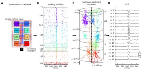 Overview Of The Hybrid Scheme For Modeling Lfp Generated By A Cortical Download Scientific