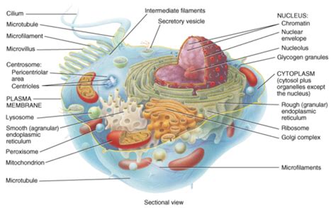 The Cell A P Flashcards Quizlet