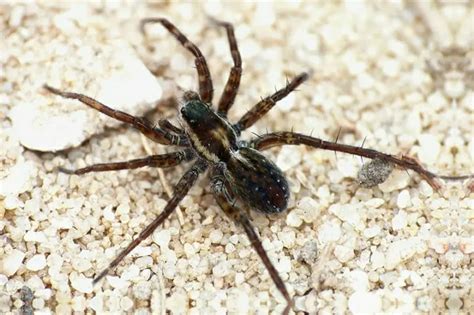 Brown Recluse Vs Wolf Spider Differences Facts With Pictures