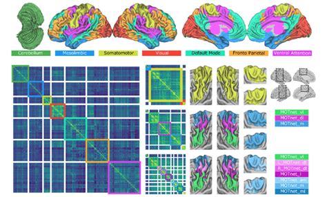 Decomposition Of The Somatomotor Network Top Row Mist7 Rendered On