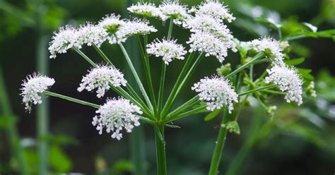 On The Bridge Cow Parsley Or Hemlock