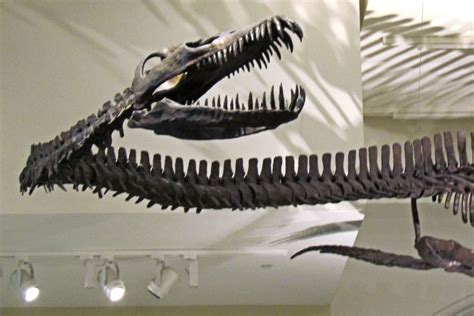 85 Million Year Old Sea Monster Identified As New Species In Canada