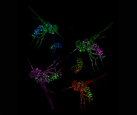 New Masters Study Program Functional Genetics And Bioinformatics