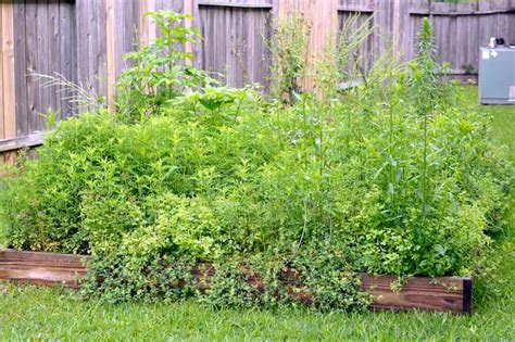 Is Your Garden Overgrown With Weeds Believe Grow Shine