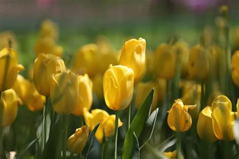 24 《郁金香》 Csdn博客