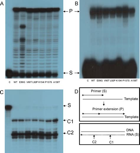 Dddp Rddp And Rnase H Activities Of Hiv 1 Rt Mutants The Purified