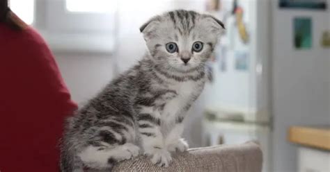 Scottish Fold Munchkin Cat Traits Lifespan And Care Tips Cozy Fur Cats