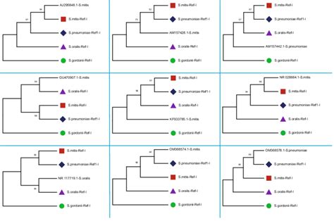Phylogenetic Tree Constructed Using Concatenated 16s Rrna Approach The
