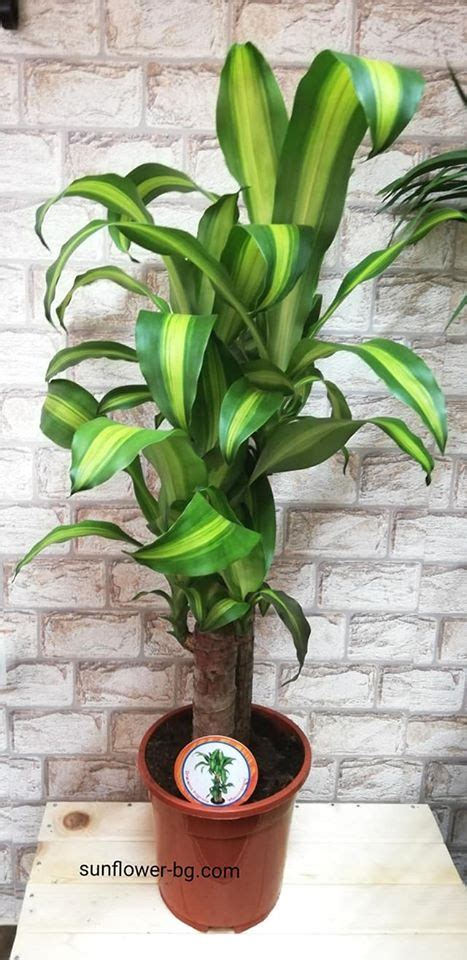 Драцена фрагранс Магазинът за Цветя Sunflower
