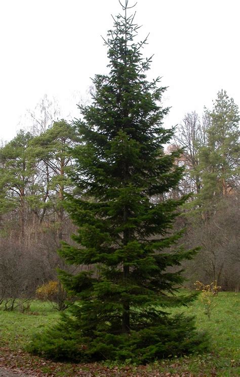 Pokloni Mi Cvet Abies Sibirica Ledeb