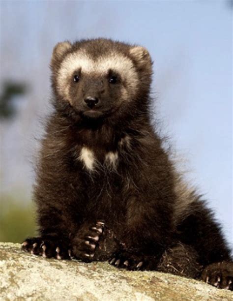 Happy Wildlifewednesday Meet The Wolverine 🐾 About The Size Of A