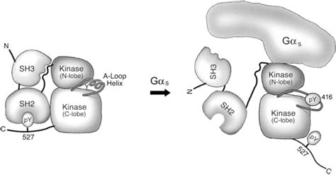 Proposed Model For G Protein Activation Of C Src Gs Binding Changes Download Scientific