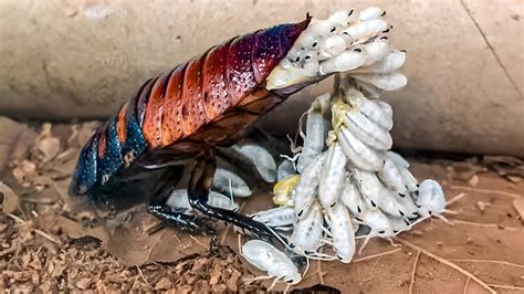 ПОСМОТРИТЕ КАК РОЖДАЮТСЯ ДЕТЕНЫШИ ЖИВОТНЫХ Youtube