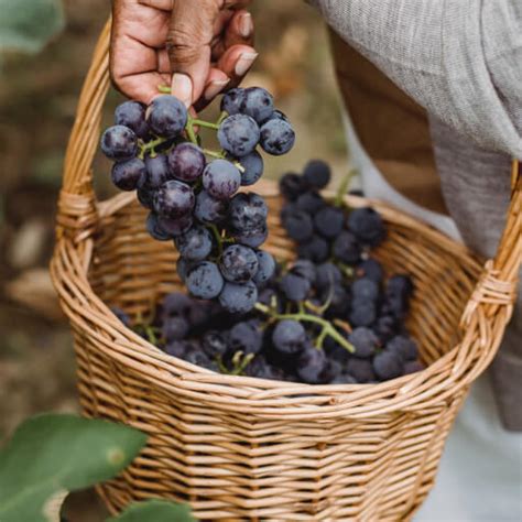 Decoding French Wine Classifications Canacheese