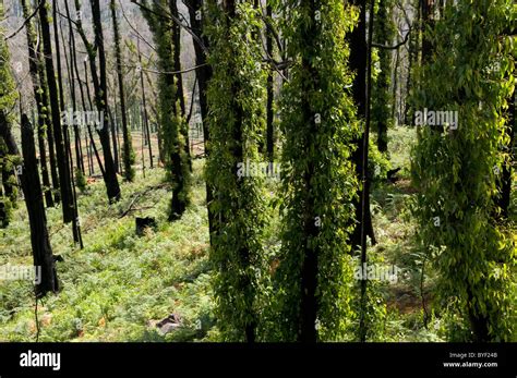Fire Damaged Trees And Bush Showing New Growth A Year After A Bushfire Stock Photo Alamy