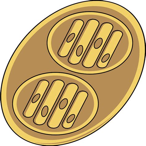 Toxoplasma Gondii Sporulated Oocyst Figure Science Figures