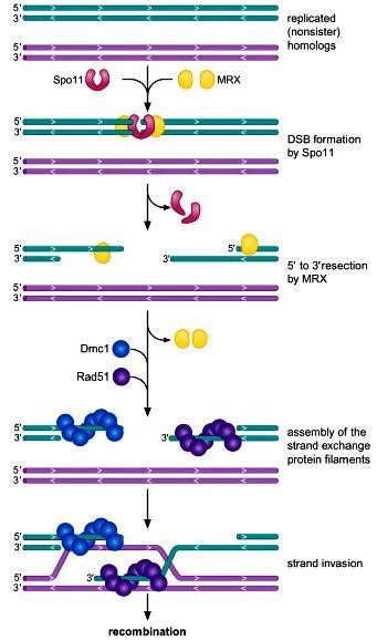 Schematic Representation Of Recombination In Eukaryotes Download Scientific Diagram