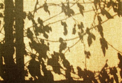 Shadow Of Branches Tree With Leaves On Brown Curtain Or Wall Background And Textures Concept
