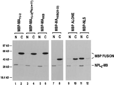Nuclear Import Of Maltose Binding Protein Mbp Fusion Proteins In