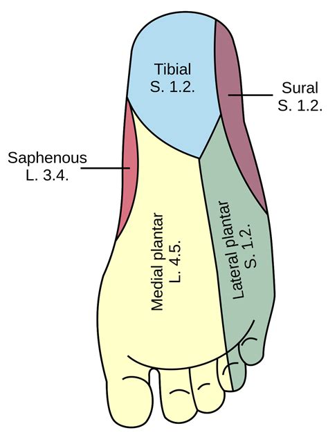 Dermatome Map Bottom Of Foot Dermatomes Chart And Map