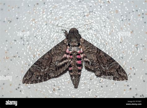View Looking Down Onto A Pink Spotted Hawkmoth Agrius Cingulata