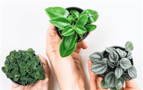 Iec61850 Testing And Scada Testing Archives Digistano