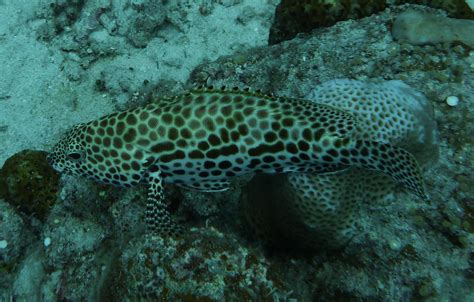 カンモンハタ 2013 11 17 WEB魚図鑑
