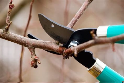 How Professionals Avoid Tree Pruning Mistakes In Brisbane Brisbane Treeworx