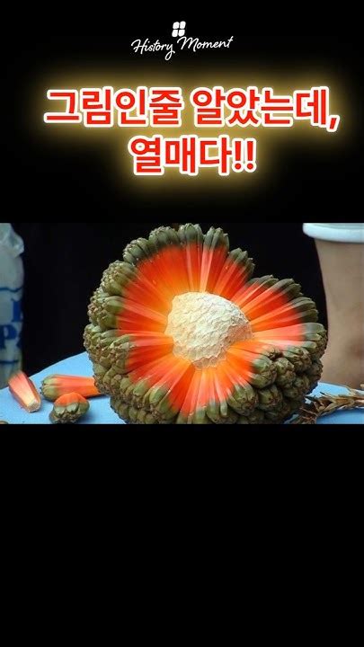 그림인줄 알았는데 열매다 마치 폭발하는 행성처럼 보인다 폴란드에 있는 괴이한 모양의 나무 검은 바다괴물 멜라노케투스