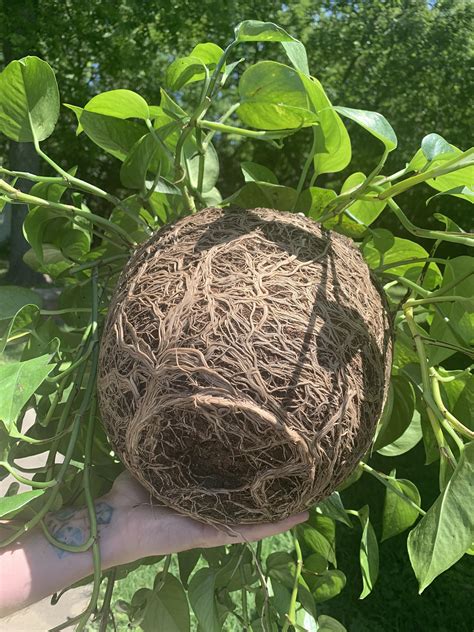 Root Porn R Houseplants