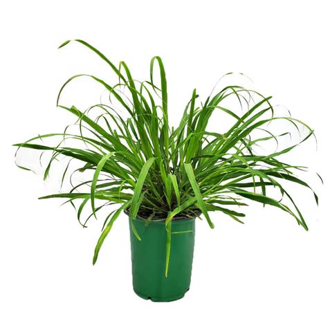 Lemongrass Plants For Sale Cymbopogon Citratus