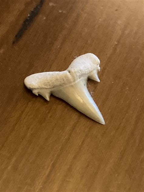 Otodus Obliquus Or Carcharias Taurus Fossil Id The Fossil Forum