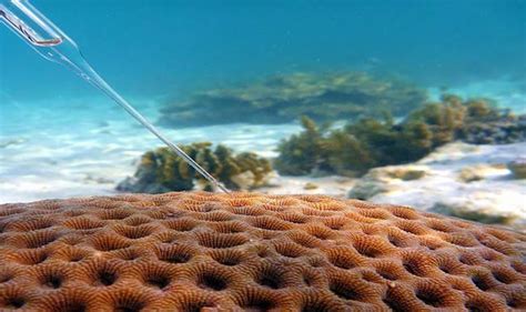 Enhancing Light Energy Harvesting