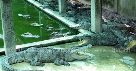 អ្នក ចិញ្ចឹម ក្រពើ នៅ ខេត្ត សៀមរាប កំពុង ប្រឈម នឹង តម្លៃ លក់ ក្រពើ ធ្លាក់ ចុះ វិទ្យុអាស៊ីសេរី