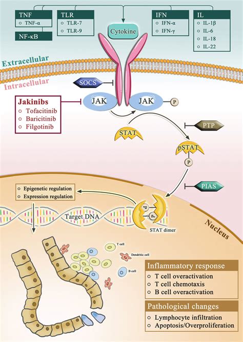 Jak Stat Signaling Pathway In Pathogenesis And Treatment Of Pss