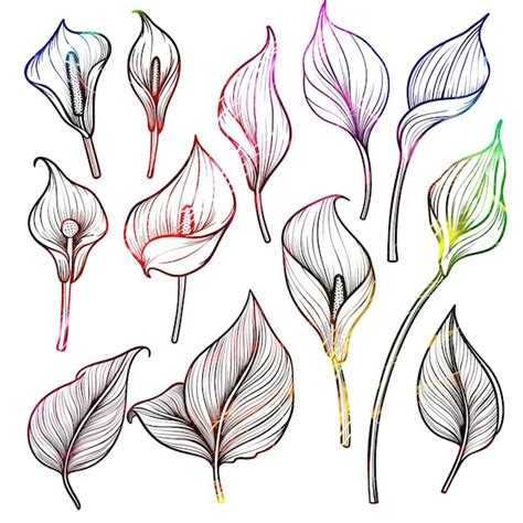 Premium Vector Peace Lily Flat Vector Linea Set Illustration High Quality