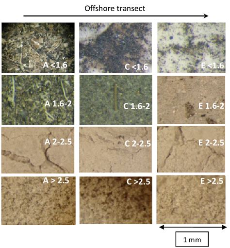 Photographs Of The 4 Different Density Fractions At Stations A C And