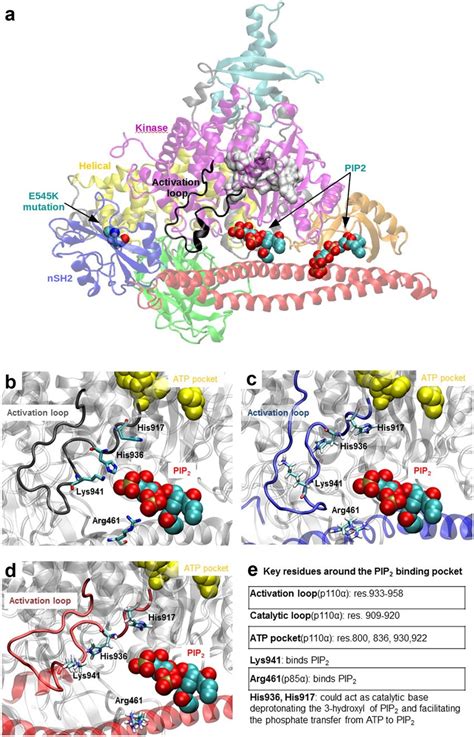 A Relative Position Of The Activation Loop And The Pip2 Binding Site Download Scientific