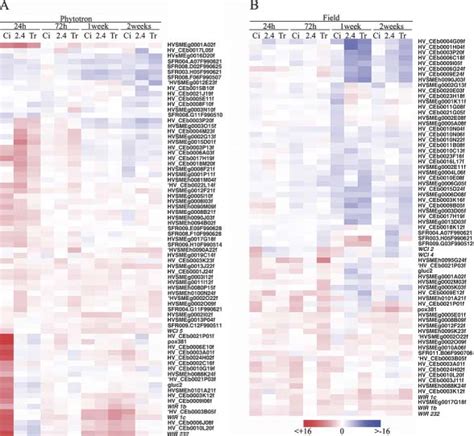 Hierarchical Clustering Of Genes Showing Differential Expression After Download Scientific