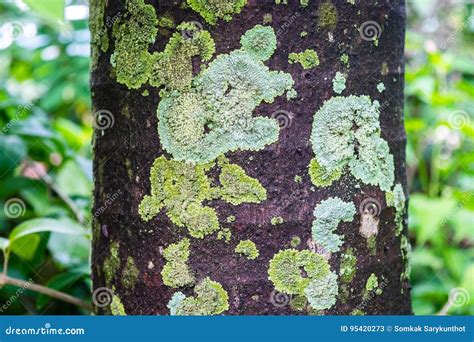 Yellow Mold Tree Bark Texture Stock Images Photos